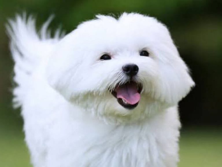 Maltese Terrier Özellikleri ve Bakımı - Sosyola