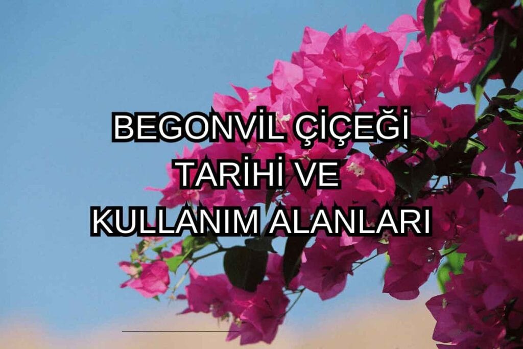 Begonvil'in Tarihi ve Kullanım Alanları - Sosyola