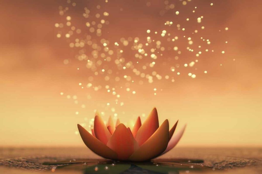 Lotus Çiçeği Anlamı, Özellikleri ve Tarihi - Sosyola