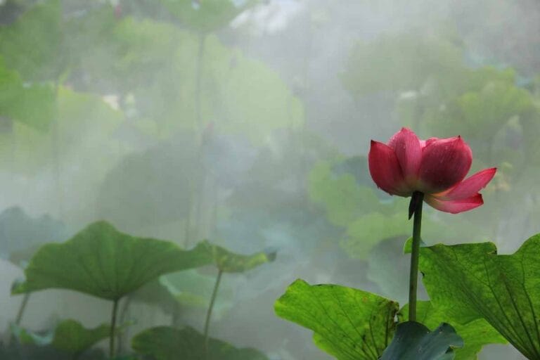 Lotus Çiçeği Anlamı, Özellikleri ve Tarihi - Sosyola