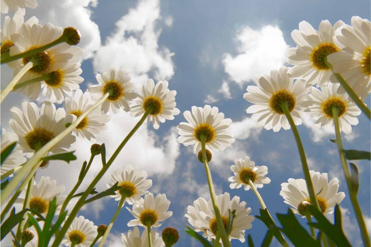 Papatya Özellikleri, Faydaları ve Çayı Tarifi - Sosyola