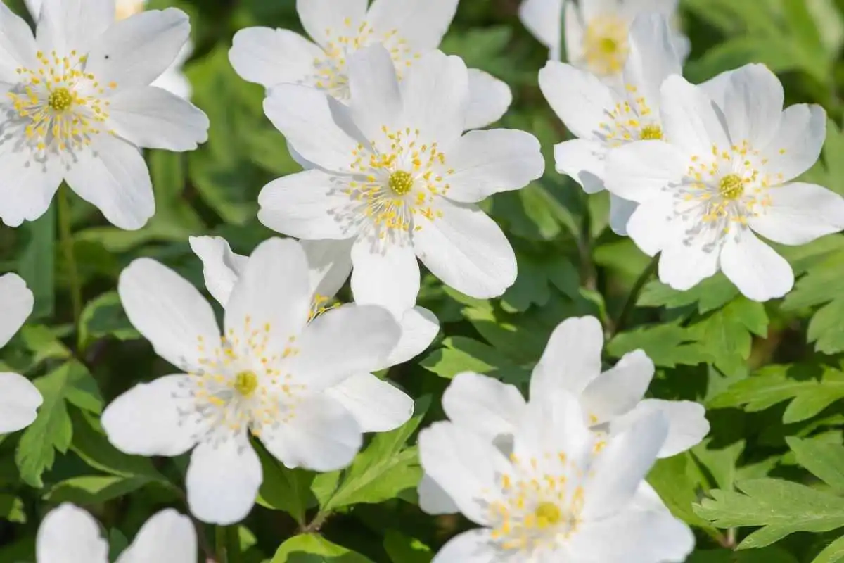 Erguvan Çiçeği Ve Özellikleri - Sosyola