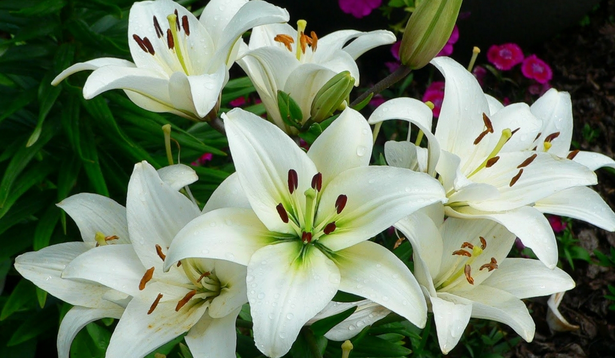 Zambak Yağının Faydaları - Sosyola