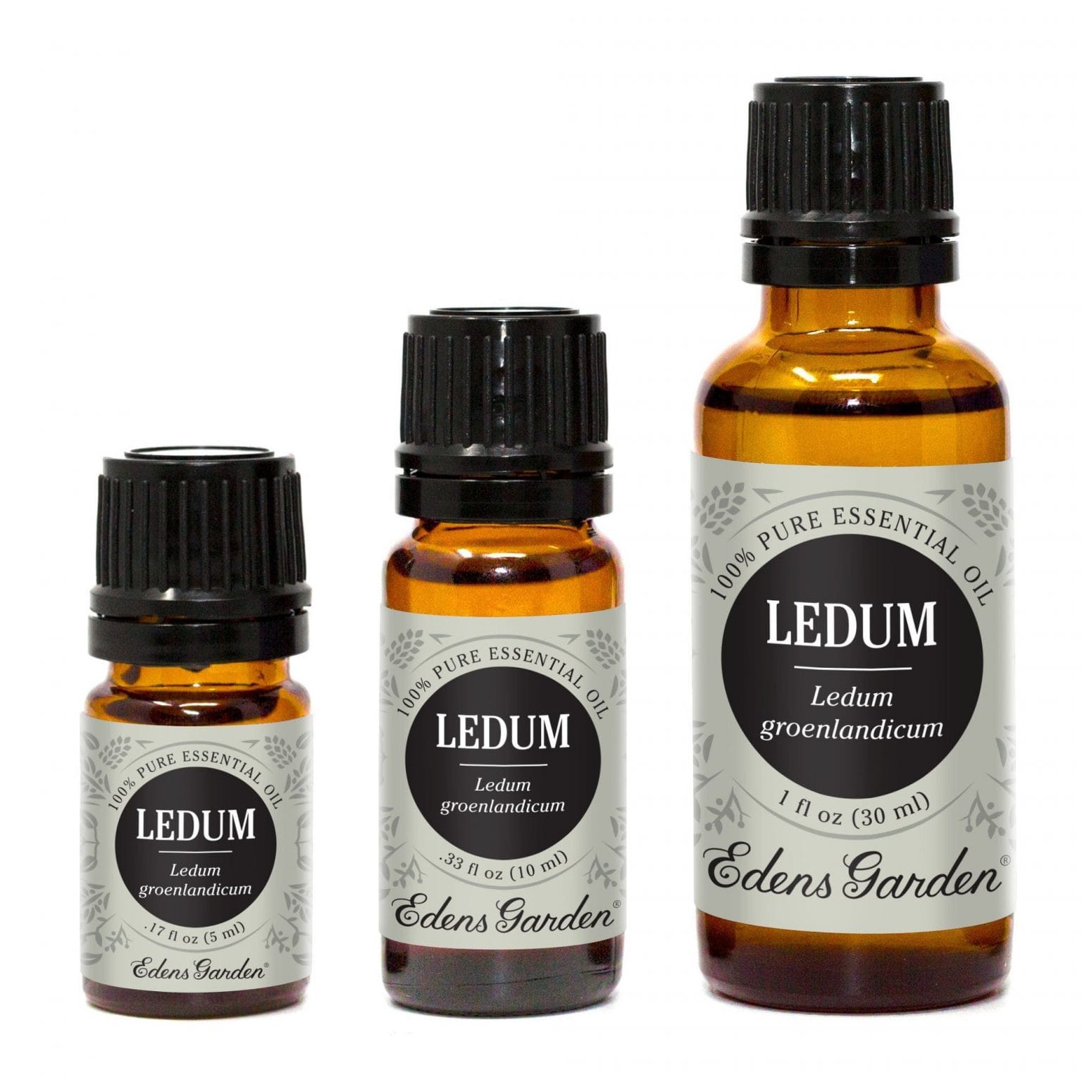 Ledum Yağı Ne İşe Yarar - Sosyola