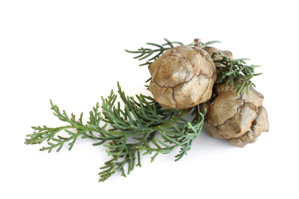 Selvi Yağı Faydaları - Sosyola